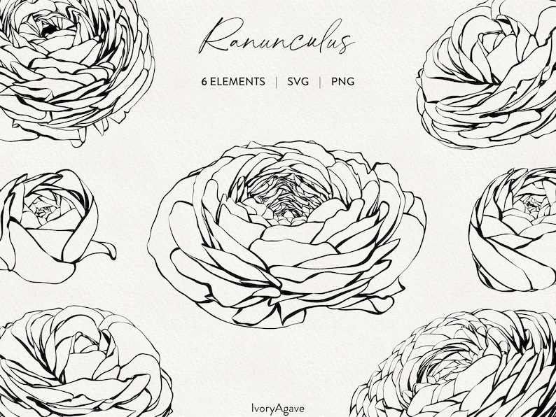 Ranunculus Line Art Clipart | Botanical Flower Hand Drawn Illustration ...