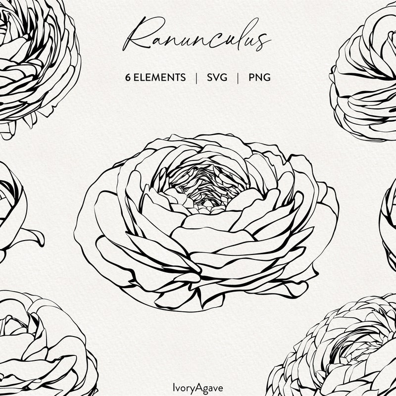 Ranunculus Art - Etsy