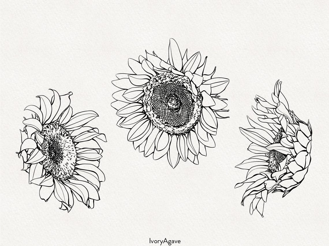 Sunflowers Line Art Clipart Hand Drawn Floral Botanical Vector Fine ...