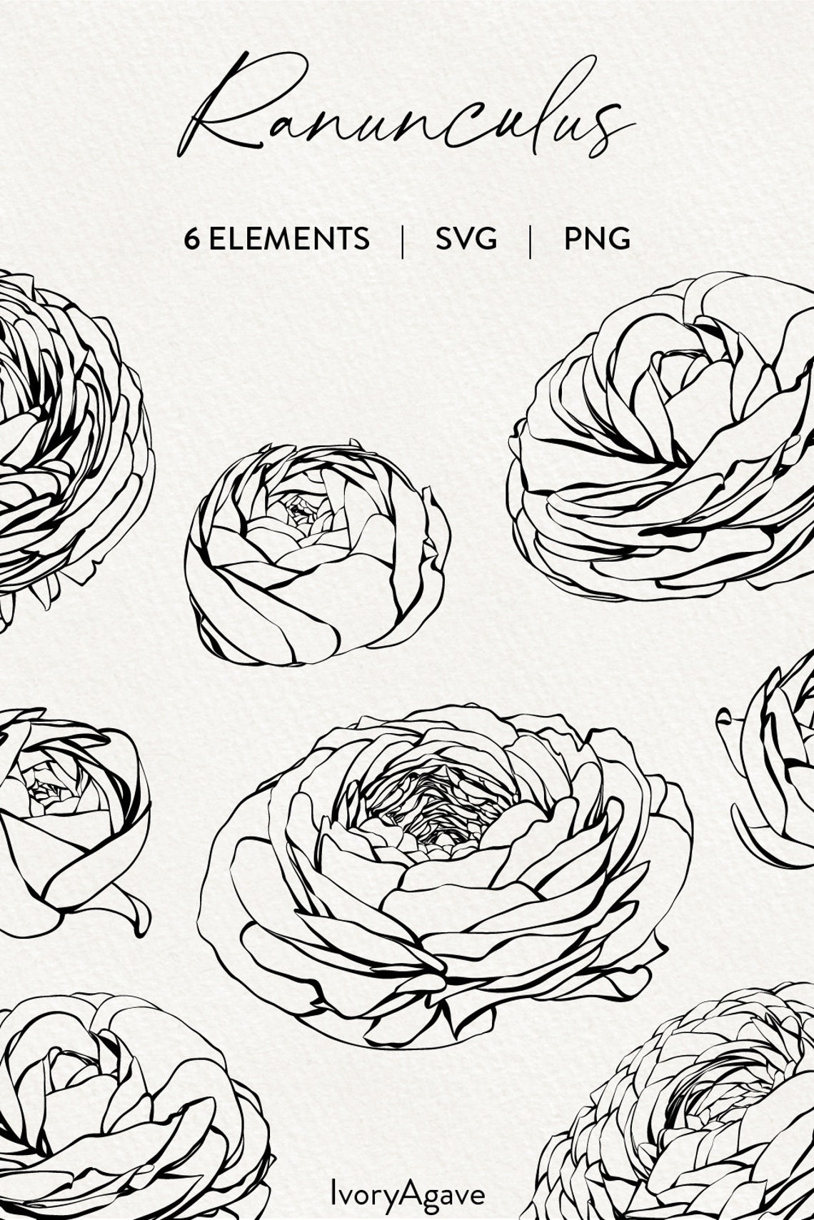 Ranunculus Line Art Clipart | Botanical Flower Hand Drawn Illustration ...