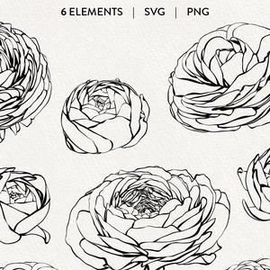Ranunculus Line Art Clipart | Botanical Flower Hand Drawn Illustration ...