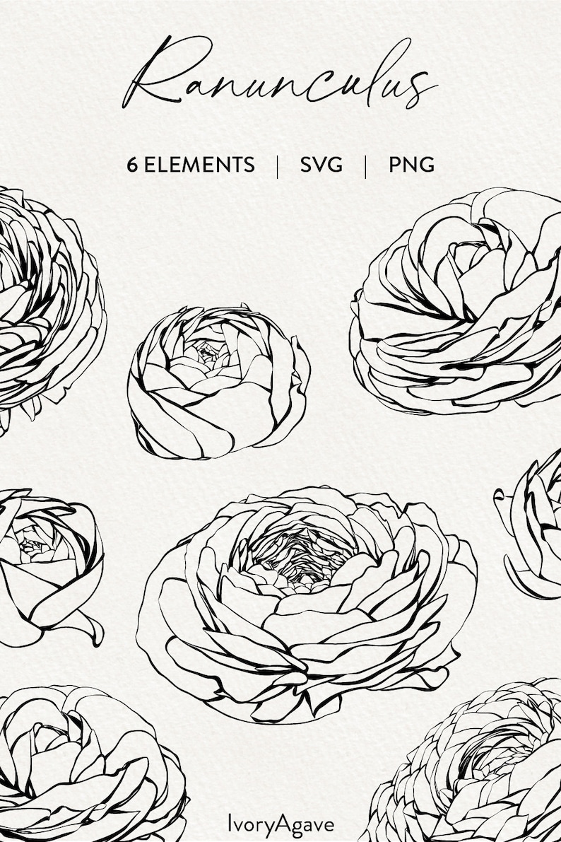 Ranunculus Line Art Clipart | Botanical Flower Hand Drawn Illustration ...