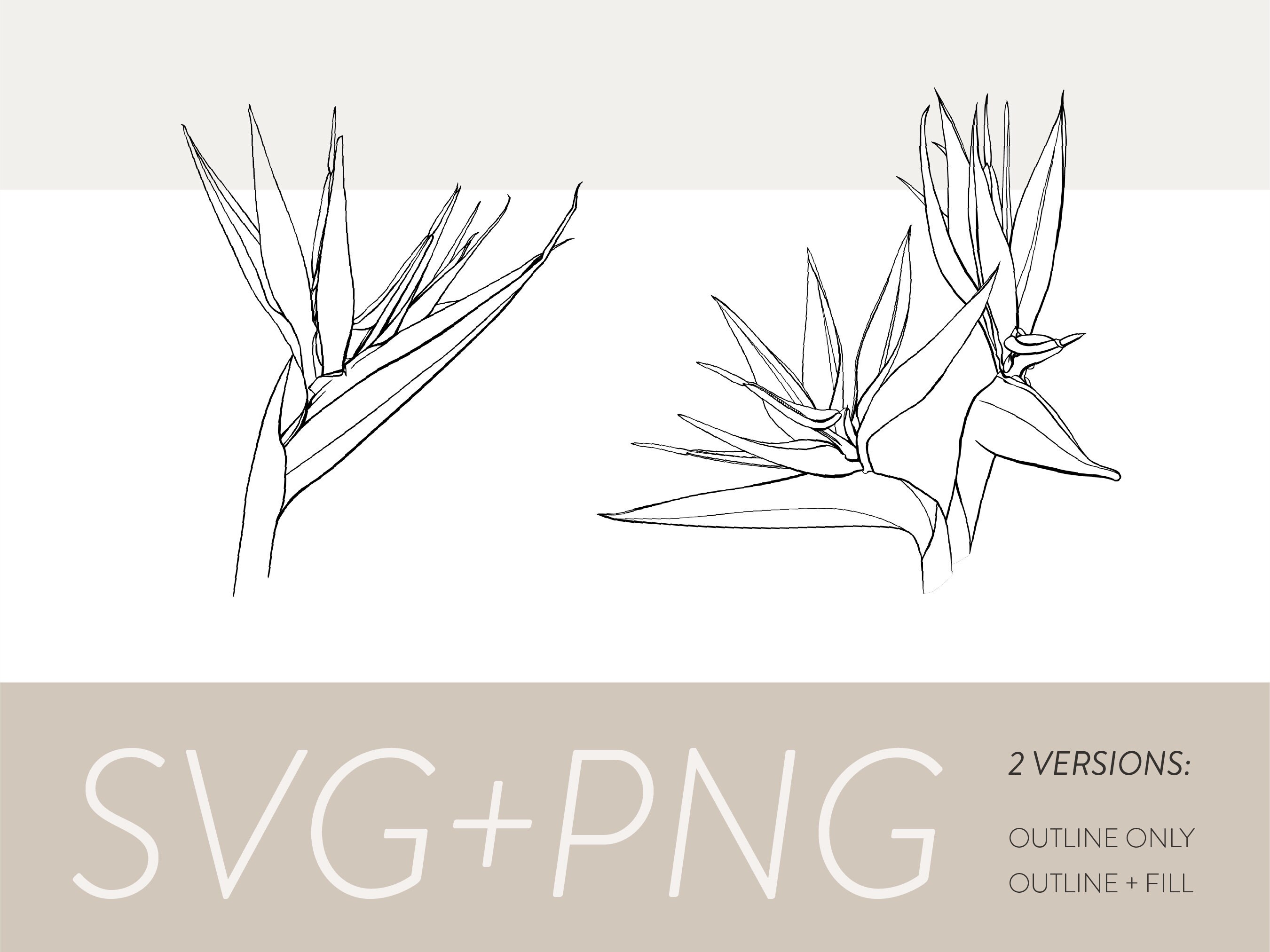 Bird of Paradise Line Art Clipart | Summer Tropical Flower Hand Drawn ...
