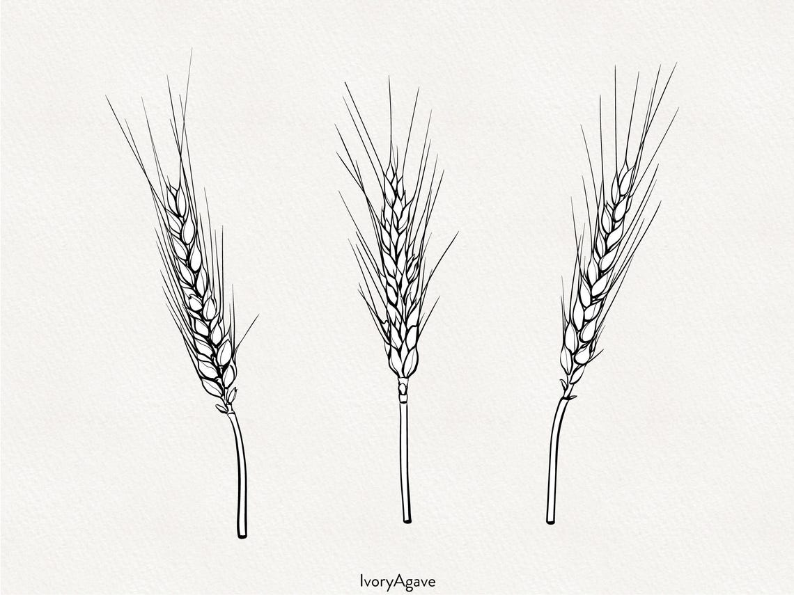 Fall Wheat Autumn Harvest Line Art Drawing: Hand Drawn Vector ...
