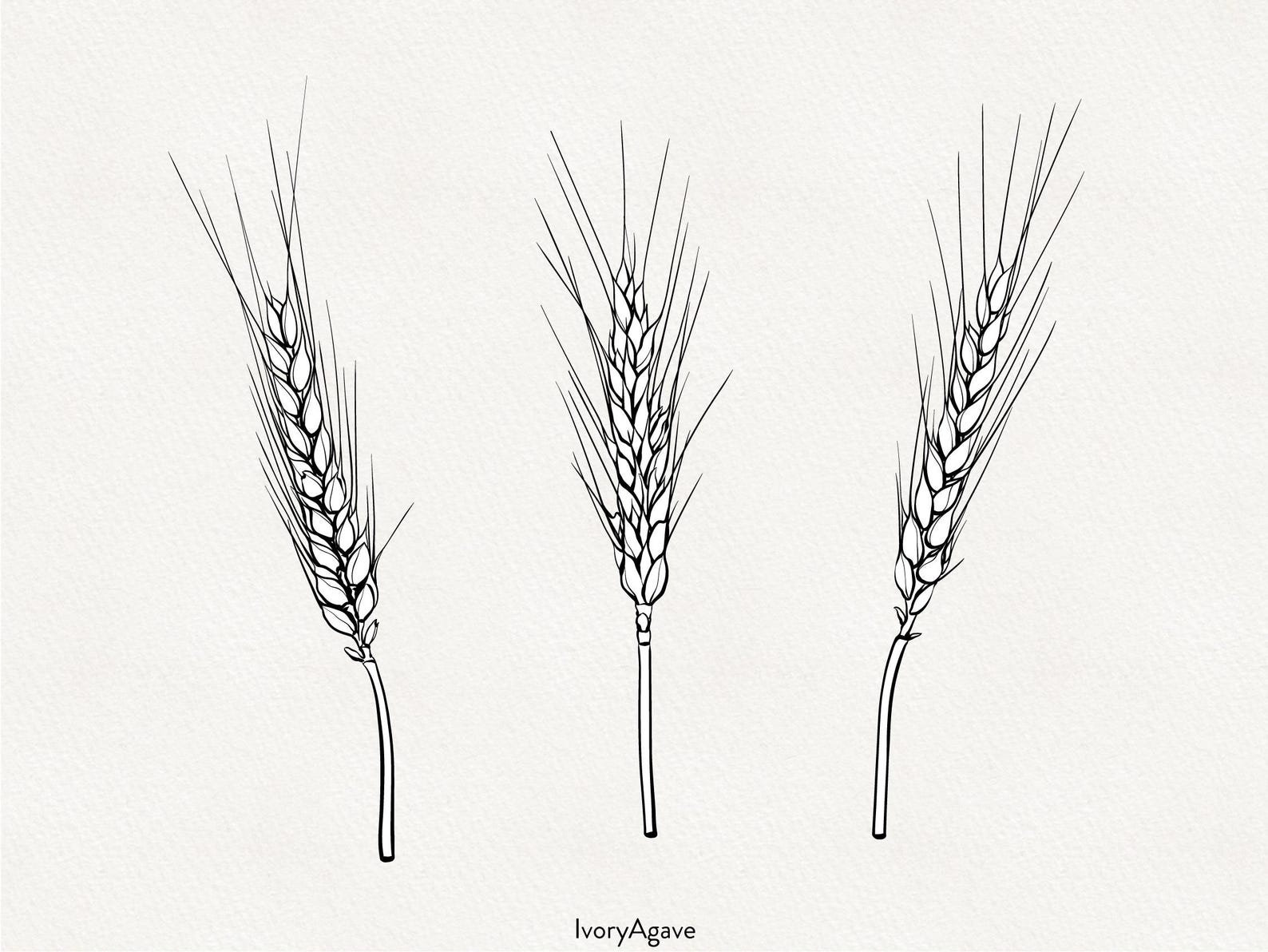 Fall Wheat Autumn Harvest Line Art Drawing: Hand Drawn Vector ...
