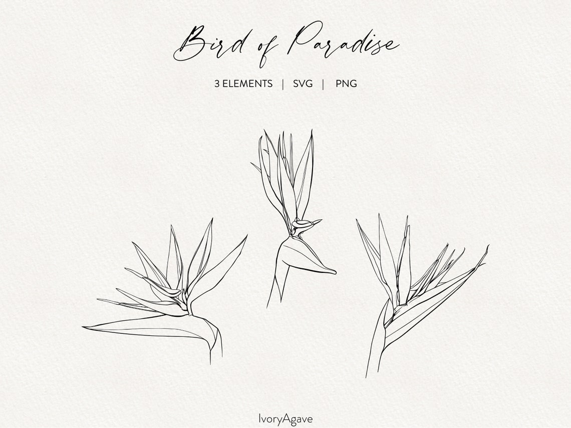 Bird of Paradise Line Art Clipart | Summer Tropical Flower Hand Drawn ...