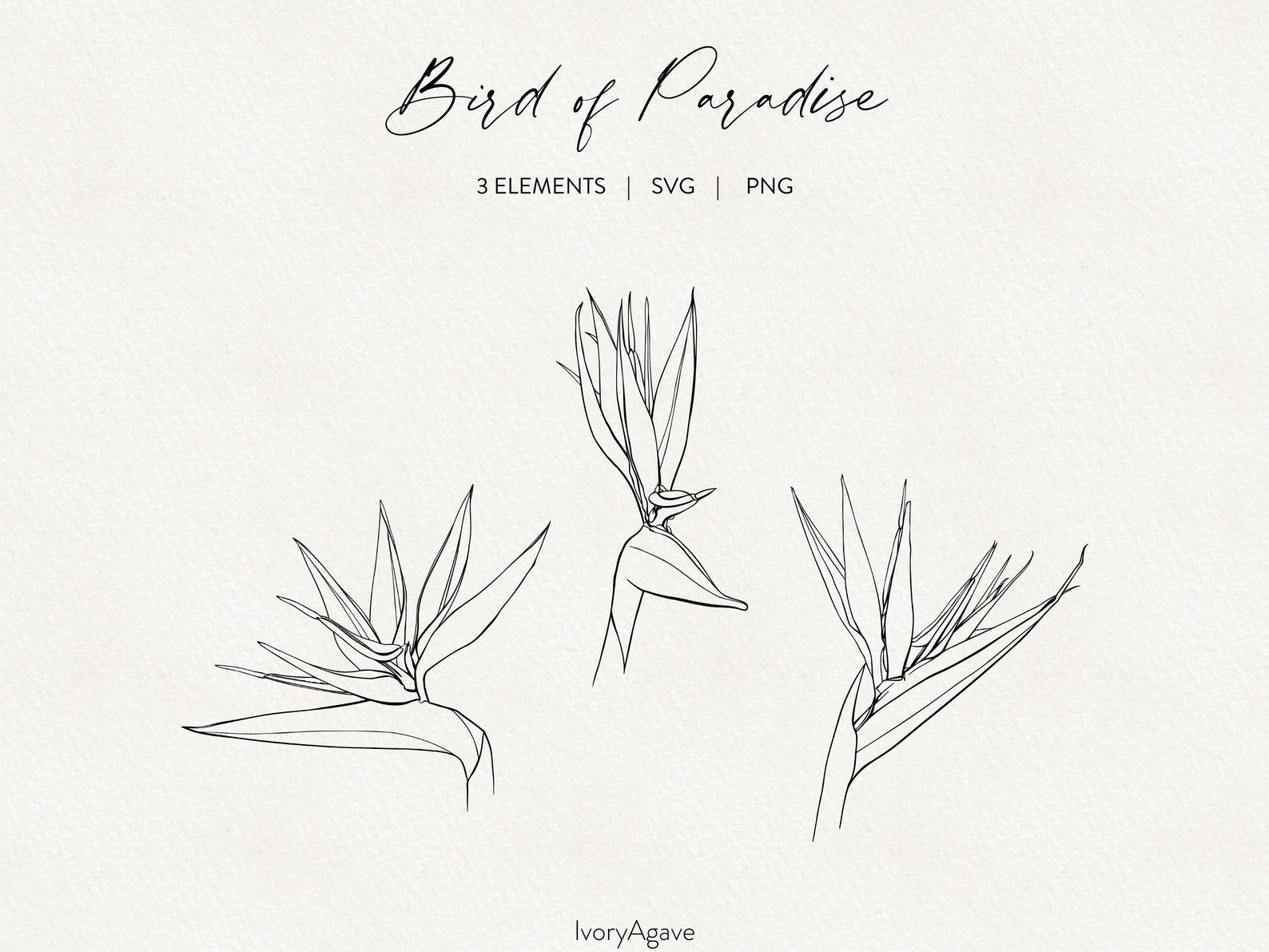 Bird of Paradise Line Art Clipart | Summer Tropical Flower Hand Drawn ...