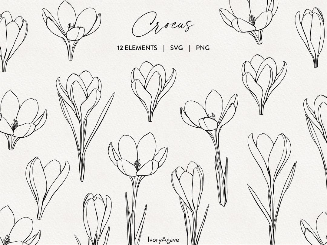 Crocus Flowers Line Art Illustration Modern Graphic Spring Floral ...