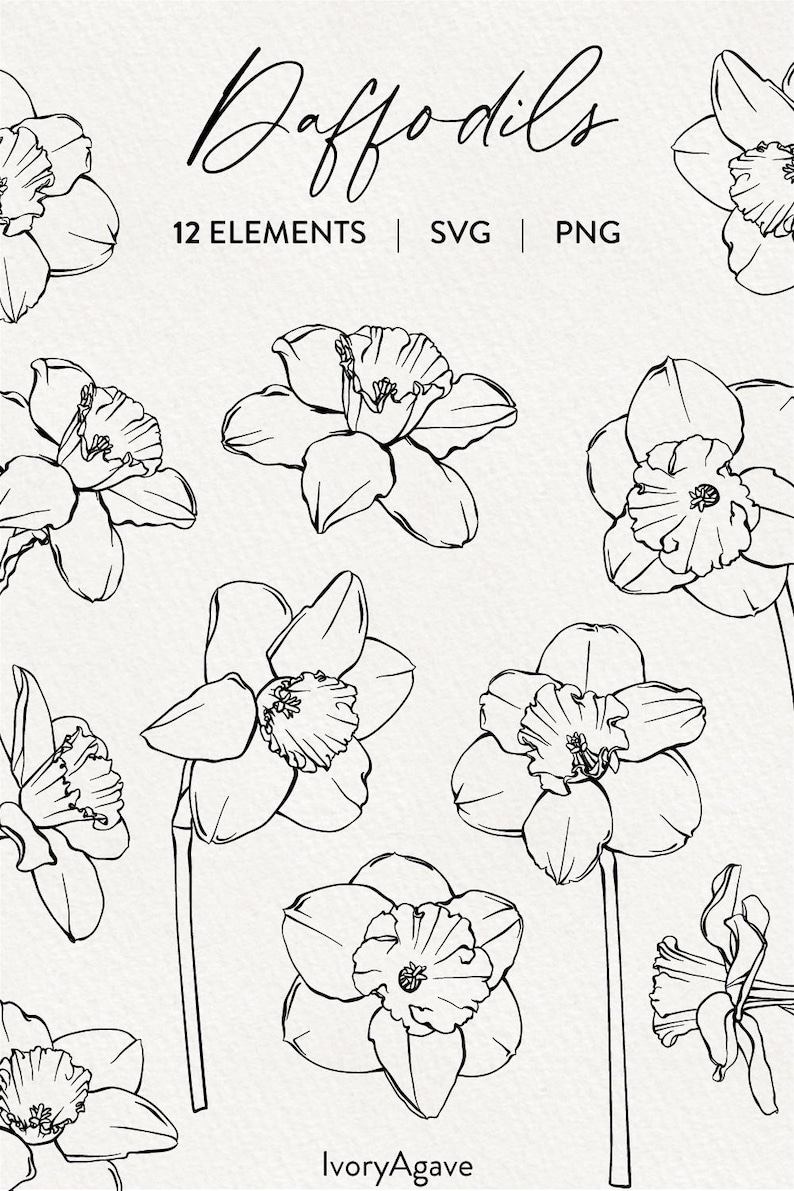 Daffodil Flowers Line Art Illustration Modern Graphic Spring Floral ...