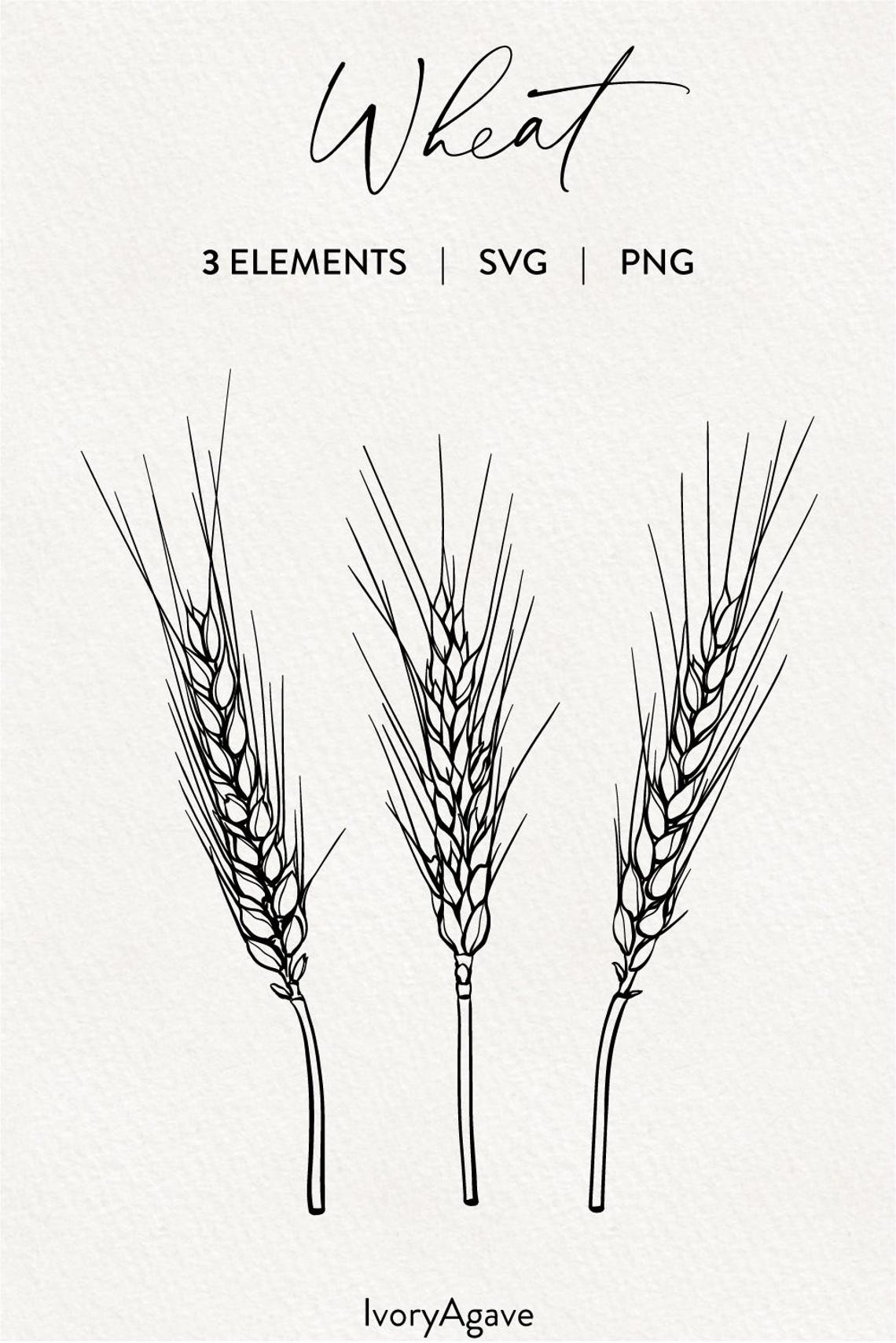 Fall Wheat Autumn Harvest Line Art Drawing: Hand Drawn Vector ...