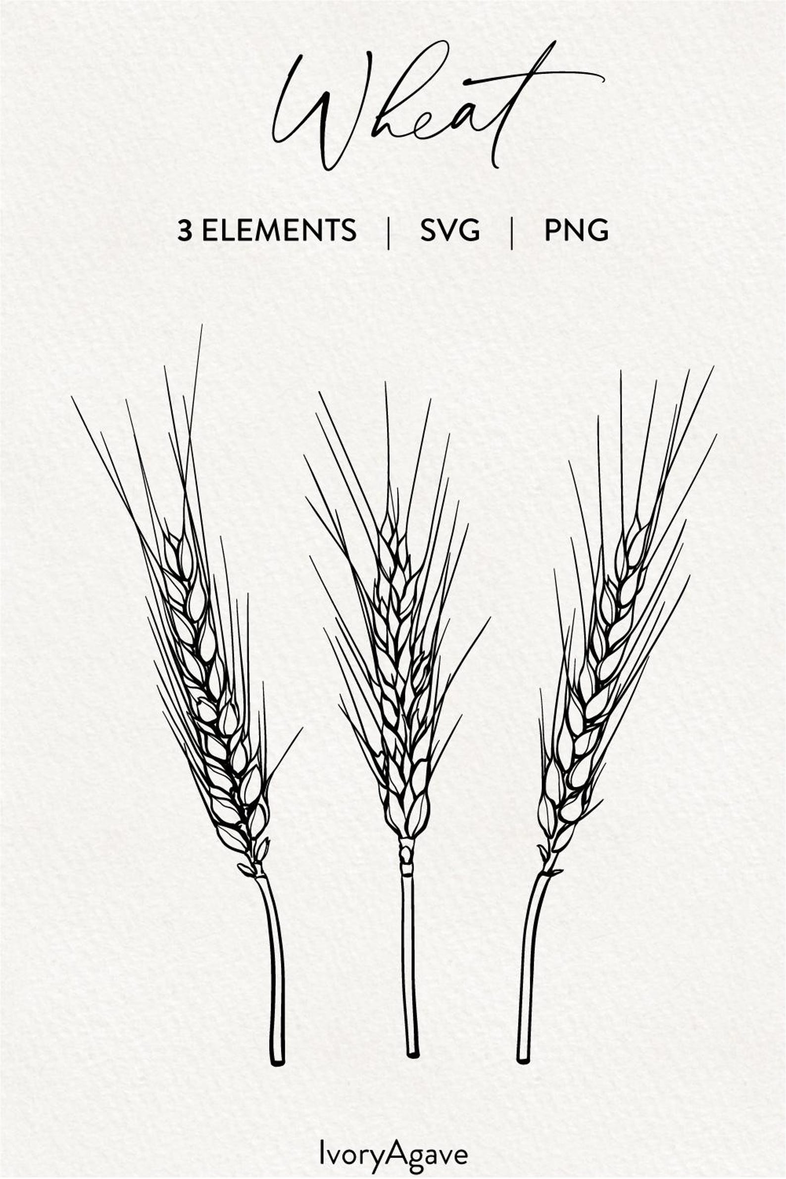 Fall Wheat Autumn Harvest Line Art Drawing: Hand Drawn Vector ...