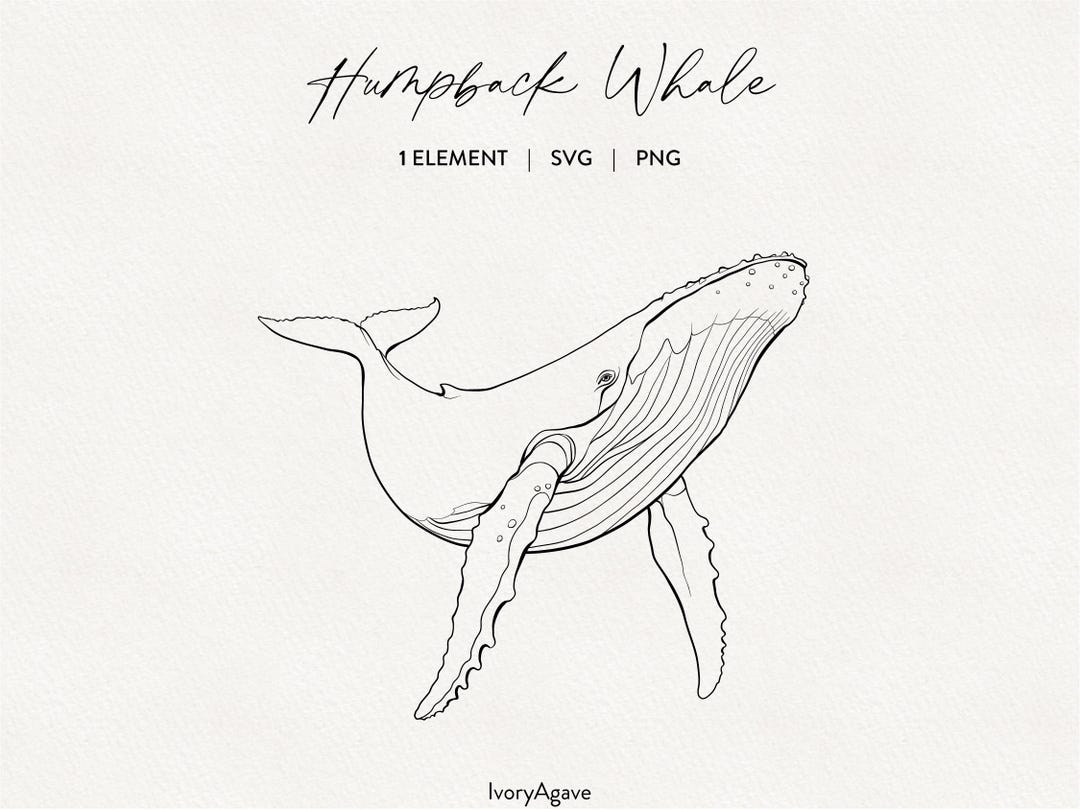 Humpback Whale Line Art Drawing Graphics Ocean Summer Sea Life Hand ...