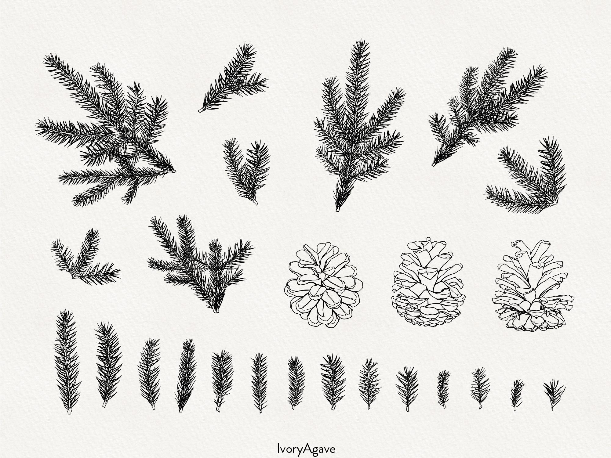 Pine Cones and Spruce Branches Line Art Clipart Graphic | Winter ...
