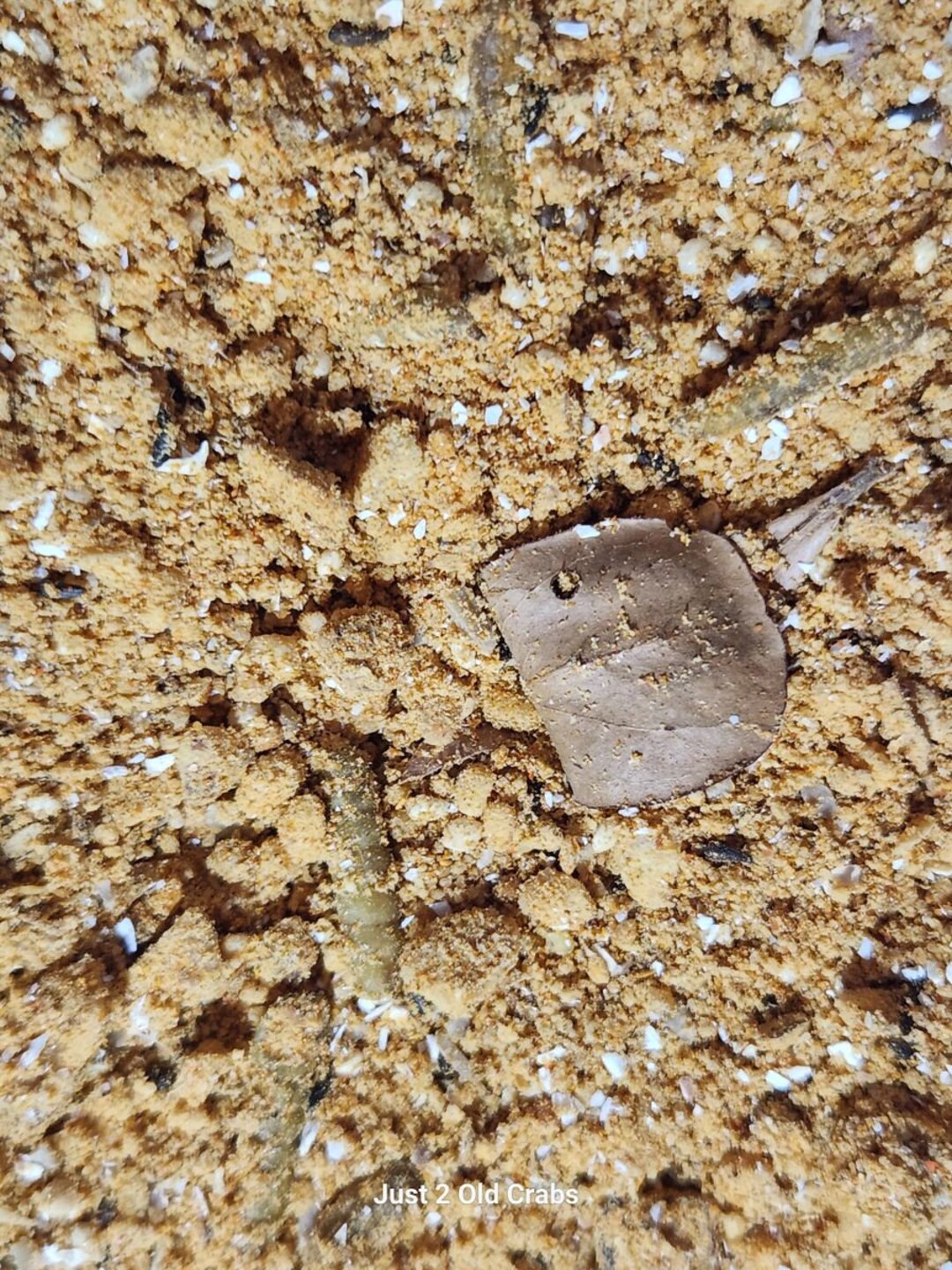 Now That's Nuts - Etsy