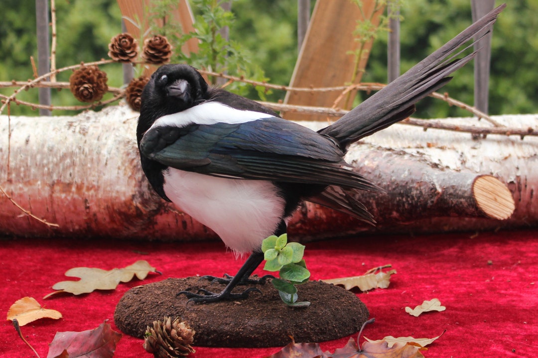 Grace O'malley the Stuffed Magpie, Taxidermy Magpie, Taxidermy Bird ...