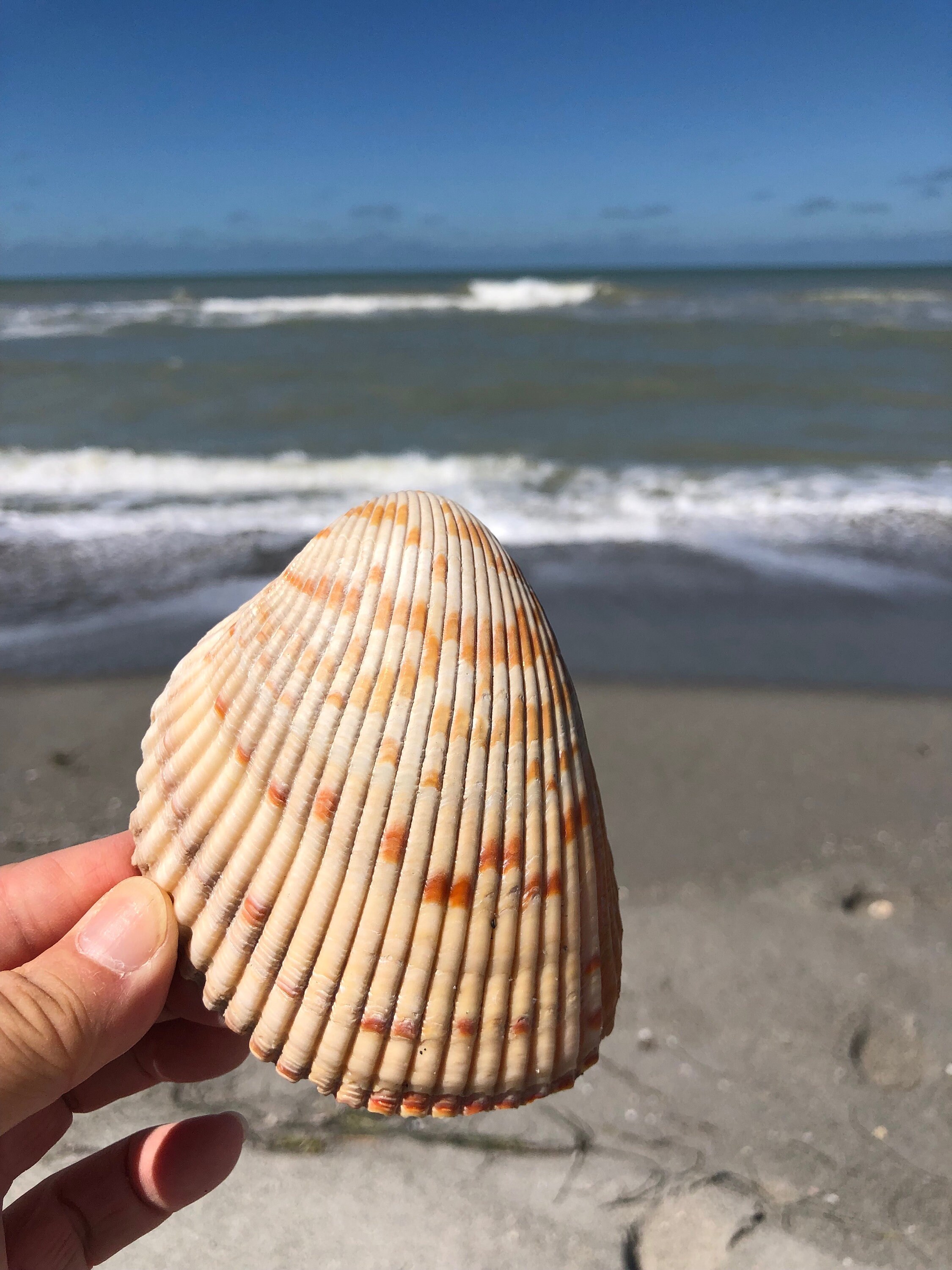 Set of 5 five Shells Atlantic Giant heart Cockle Florida Natural ...