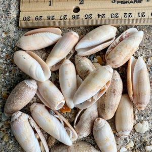 Small Lettered Olive Shell Florida One Dozen Natural Bulk Seashells DIY ...
