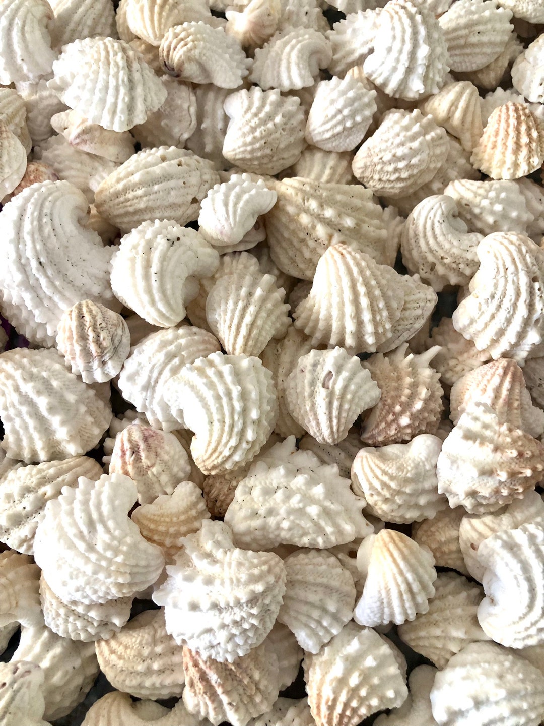 Florida Spiny Jewel Box 12 Seashells Bulk Creamy White Crafting ...