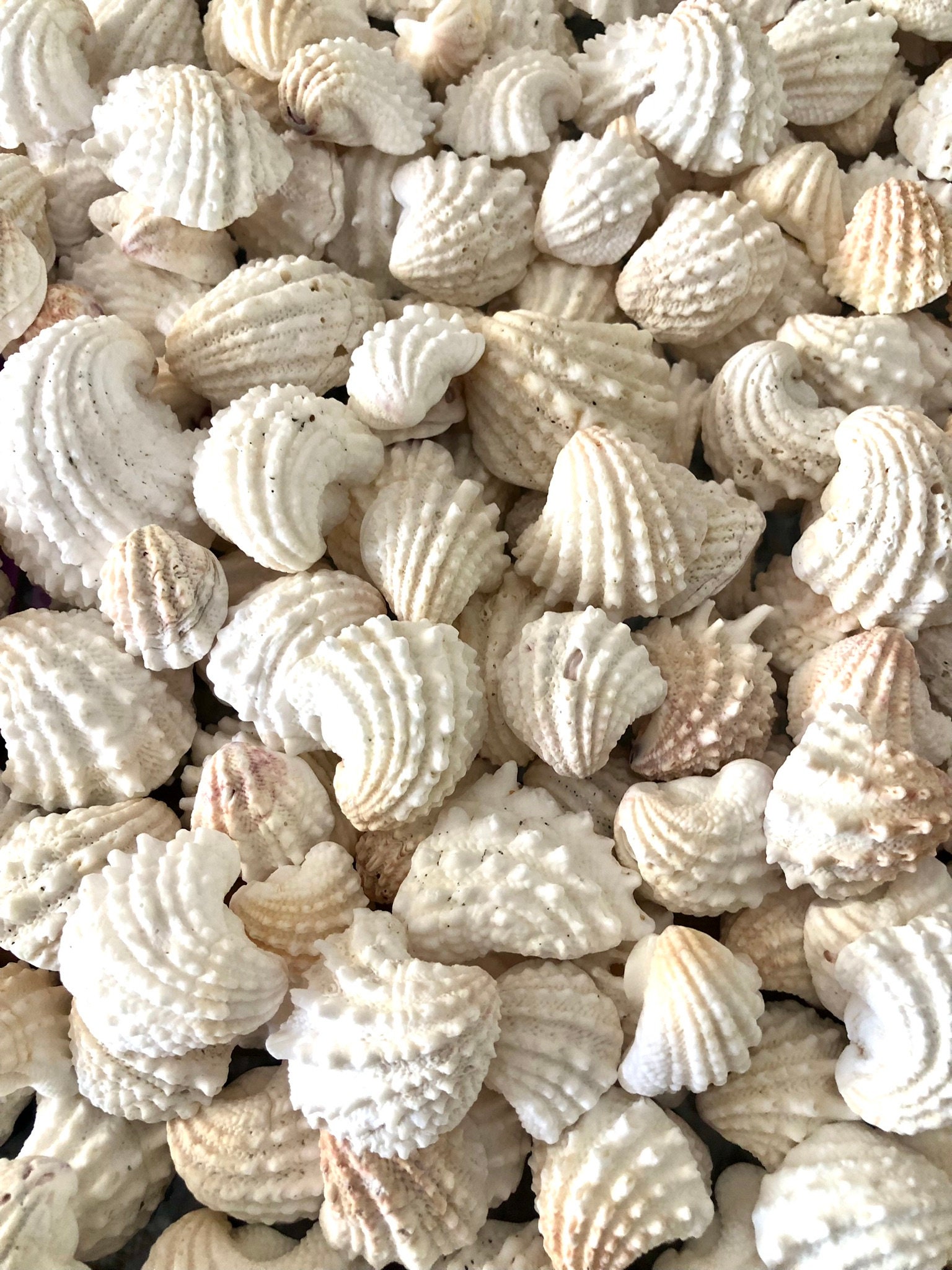 Florida Spiny Jewel Box 12 Seashells Bulk Creamy White Crafting ...