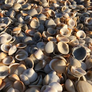 Atlantic Calico Scallop Shells Florida Natural Seashells Bulk Decor DIY ...