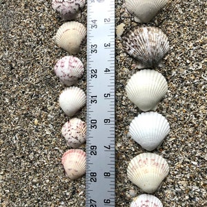 Atlantic Calico Scallop Shells Florida Natural Seashells Bulk Decor DIY ...