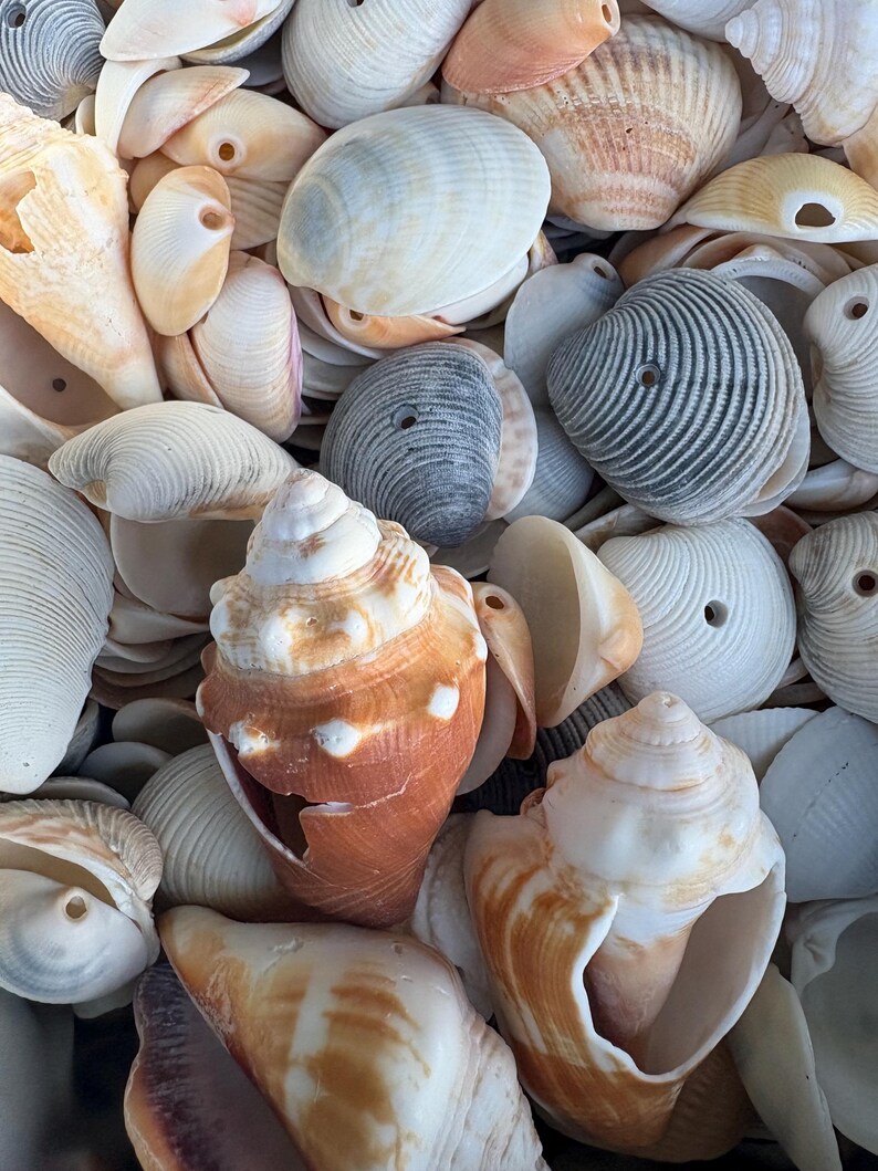 Assorted Natural Seashells With Holes DIY Coastal Wind Chime Kit 3lb ...