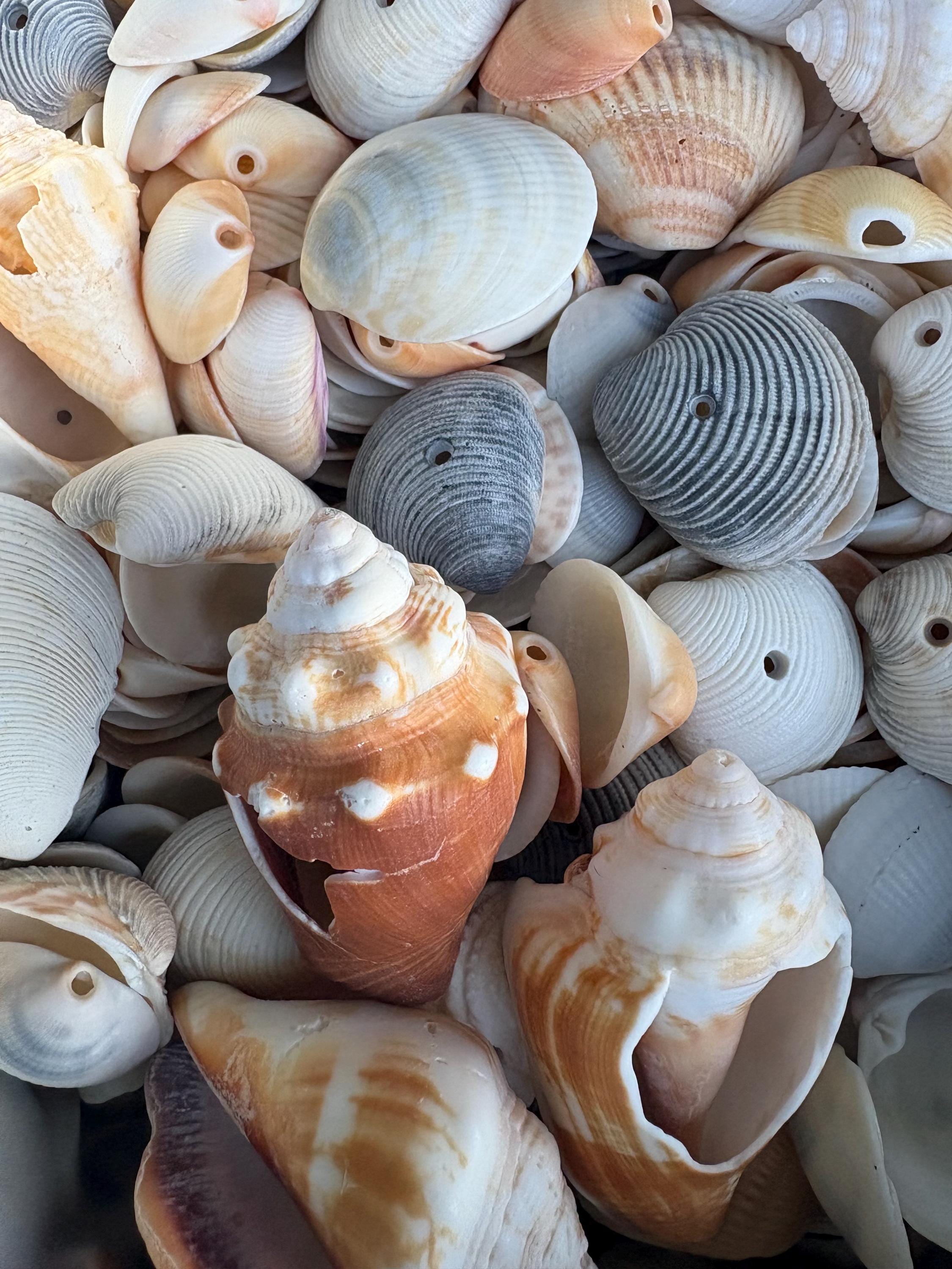 Assorted Natural Seashells With Holes DIY Coastal Wind Chime Kit 3lb ...