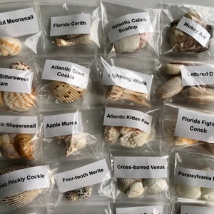 Beautiful Florida Seashells Set 18 Varieties Shells and Coral Fragments ...