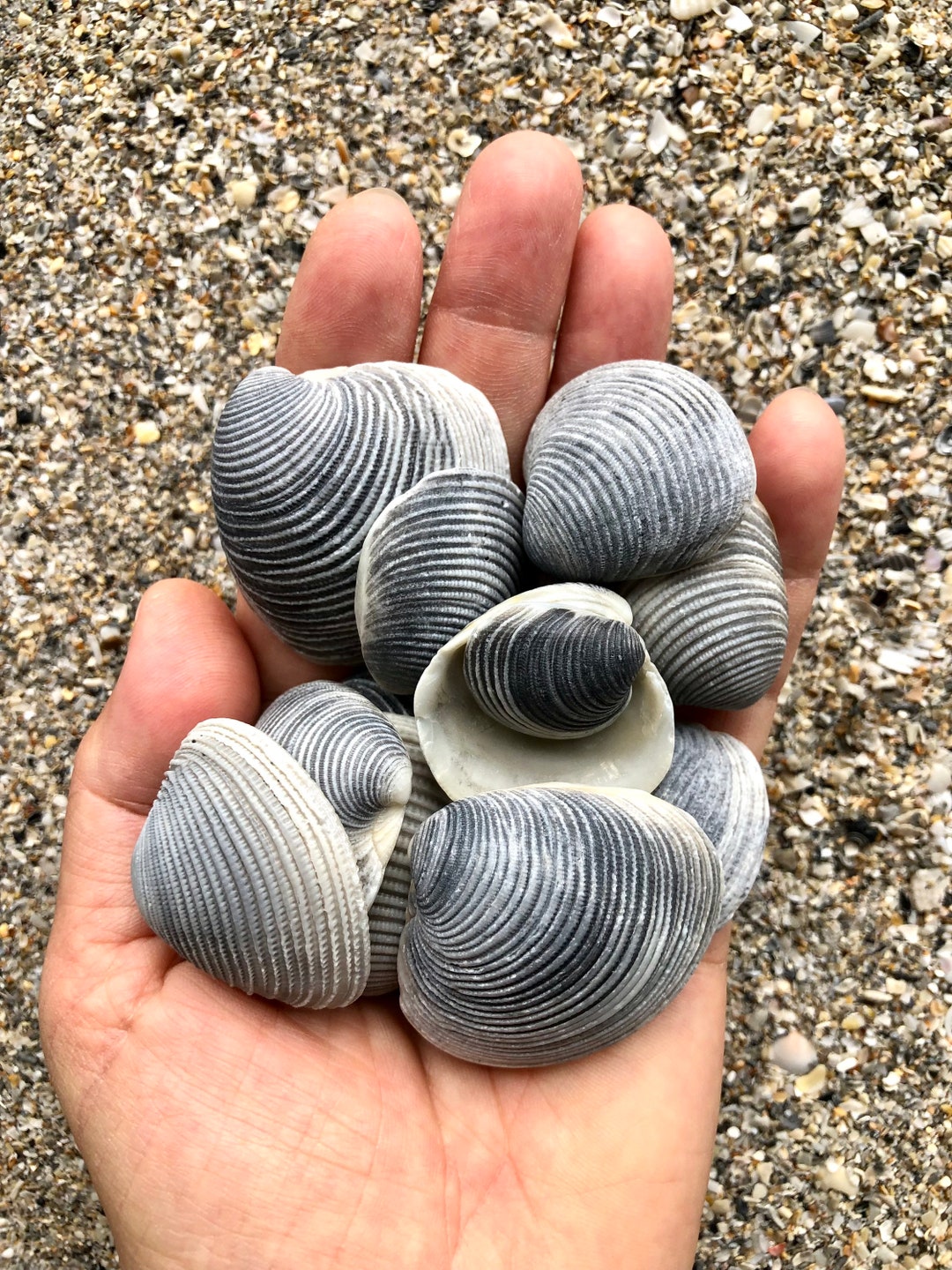 Lady-in-waiting Venus Clams Florida Seashells Gray Natural Crafting ...