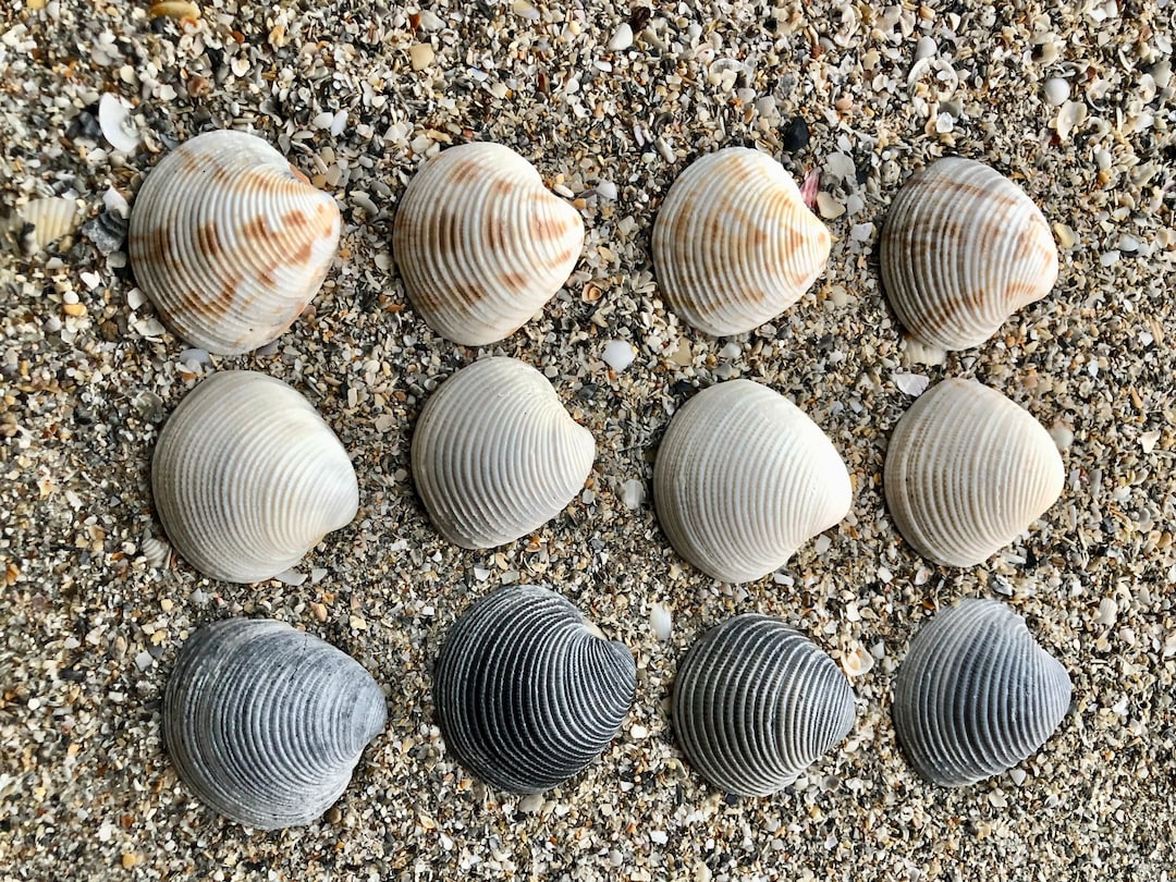 Lady-in-waiting Venus Clams Florida Seashells Variety Colors Crafting ...