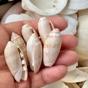 Small Lettered Olive Shell Florida One Dozen Natural Bulk Seashells DIY ...