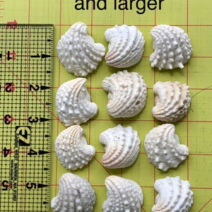 Florida Spiny Jewel Box 12 Seashells Bulk Creamy White Crafting ...