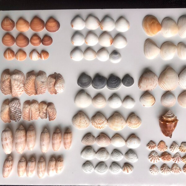 Turkey Wing Shells - Etsy