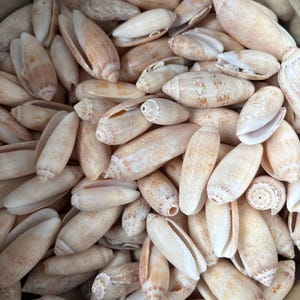 Small Lettered Olive Shell Florida One Dozen Natural Bulk Seashells DIY ...