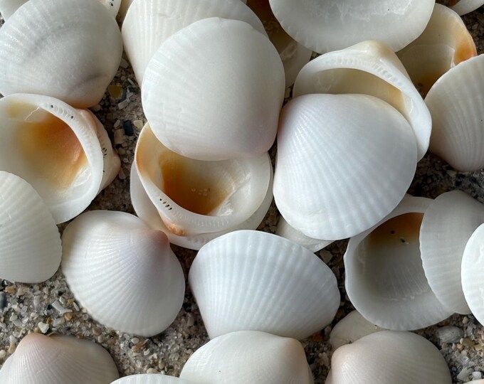 Small Bittersweet Clam Florida Seashells Bulk 1 (one) Pound, White ...