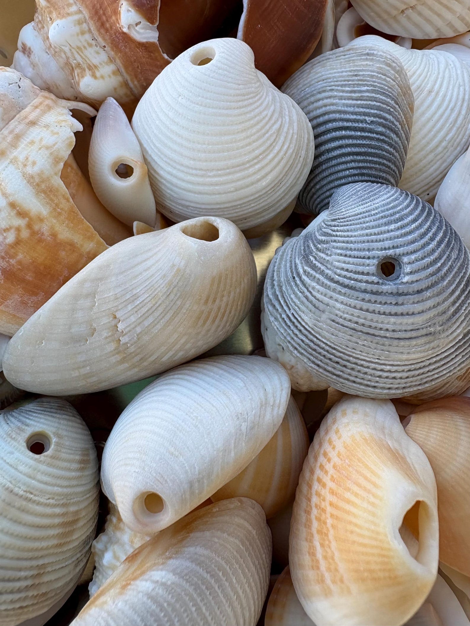 Assorted Natural Seashells With Holes DIY Coastal Wind Chime Kit 3lb ...