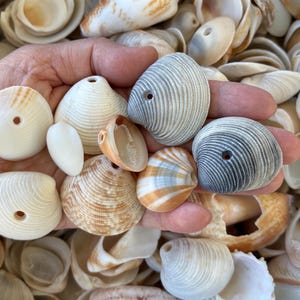 Assorted Natural Seashells With Holes DIY Coastal Wind Chime Kit 3lb ...
