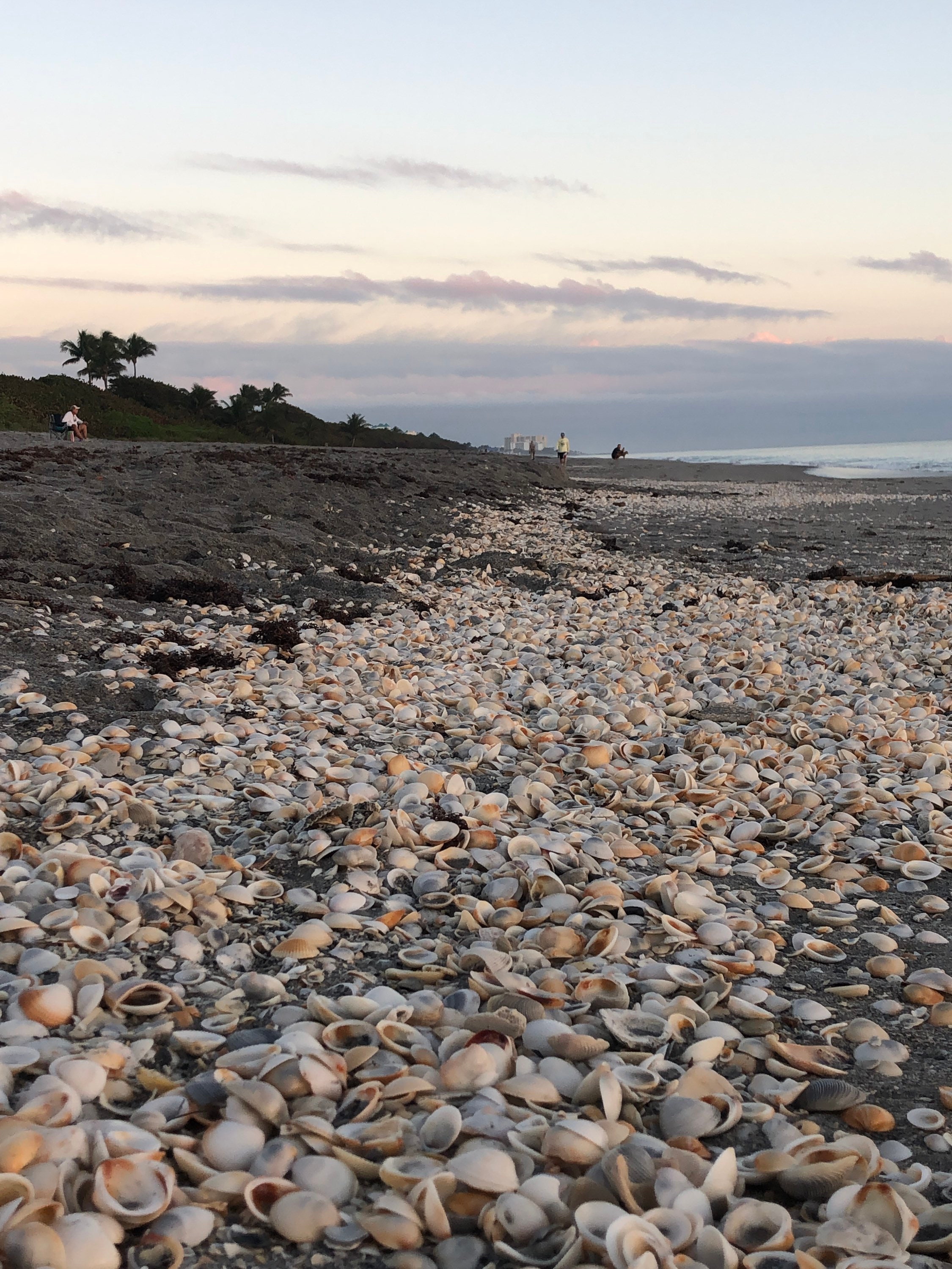 Set of 5 five Shells Atlantic Giant heart Cockle Florida Natural ...