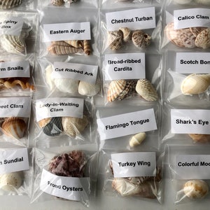 Beautiful Florida Seashells Set 18 Varieties Shells and Coral Fragments ...