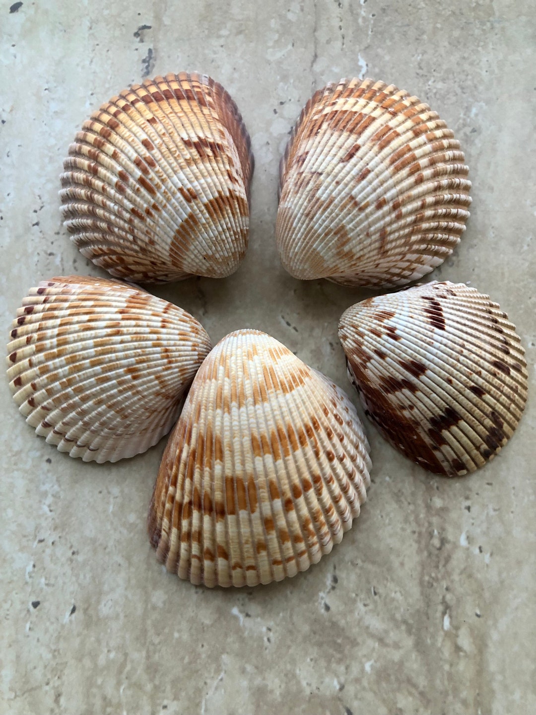 Set of 5 (five) Shells Atlantic Giant (heart) Cockle Florida Natural ...