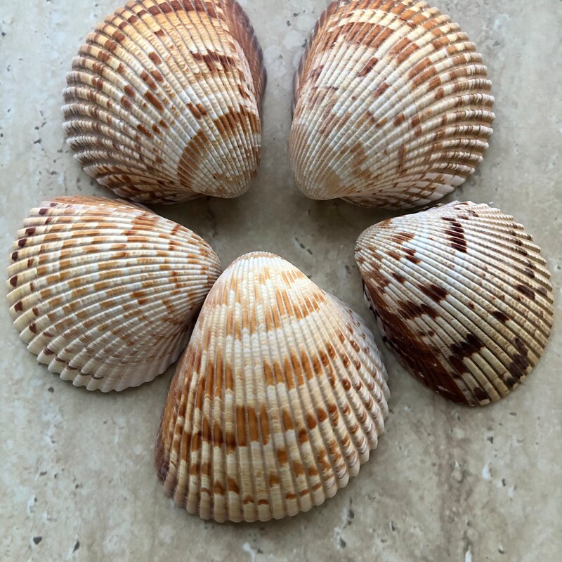 Large Mussel Shells - Etsy