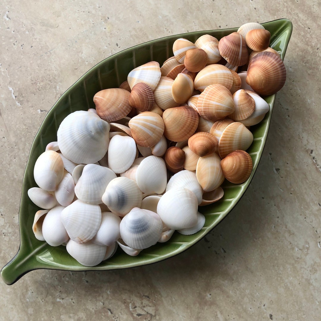 Bittersweet Clam Florida Seashells 10oz/14oz Handpicked Bulk Natural ...