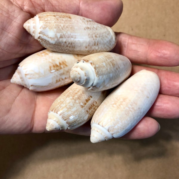 Bulk Seashells - Etsy