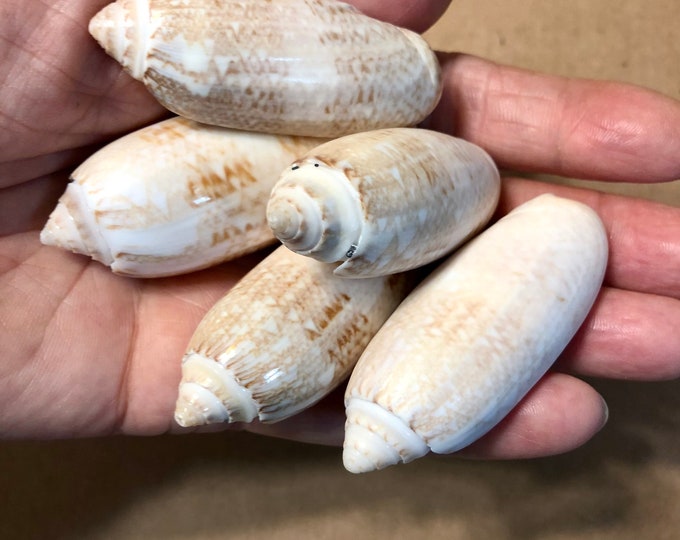 Lettered Olive Shells Florida One Dozen Natural Bulk Seashells DIY ...