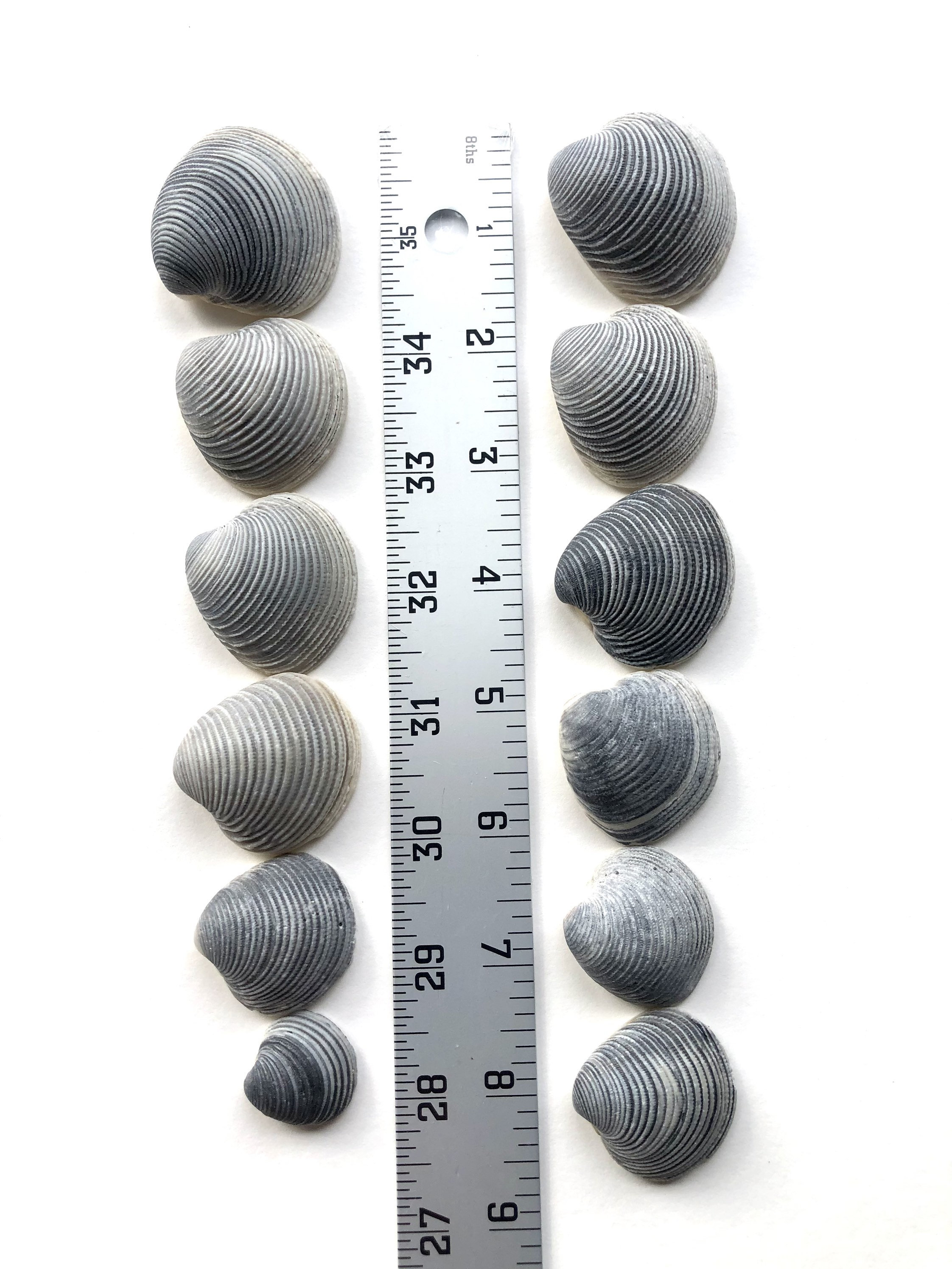 Lady-in-waiting Venus Clams Florida Seashells Gray Natural Crafting ...
