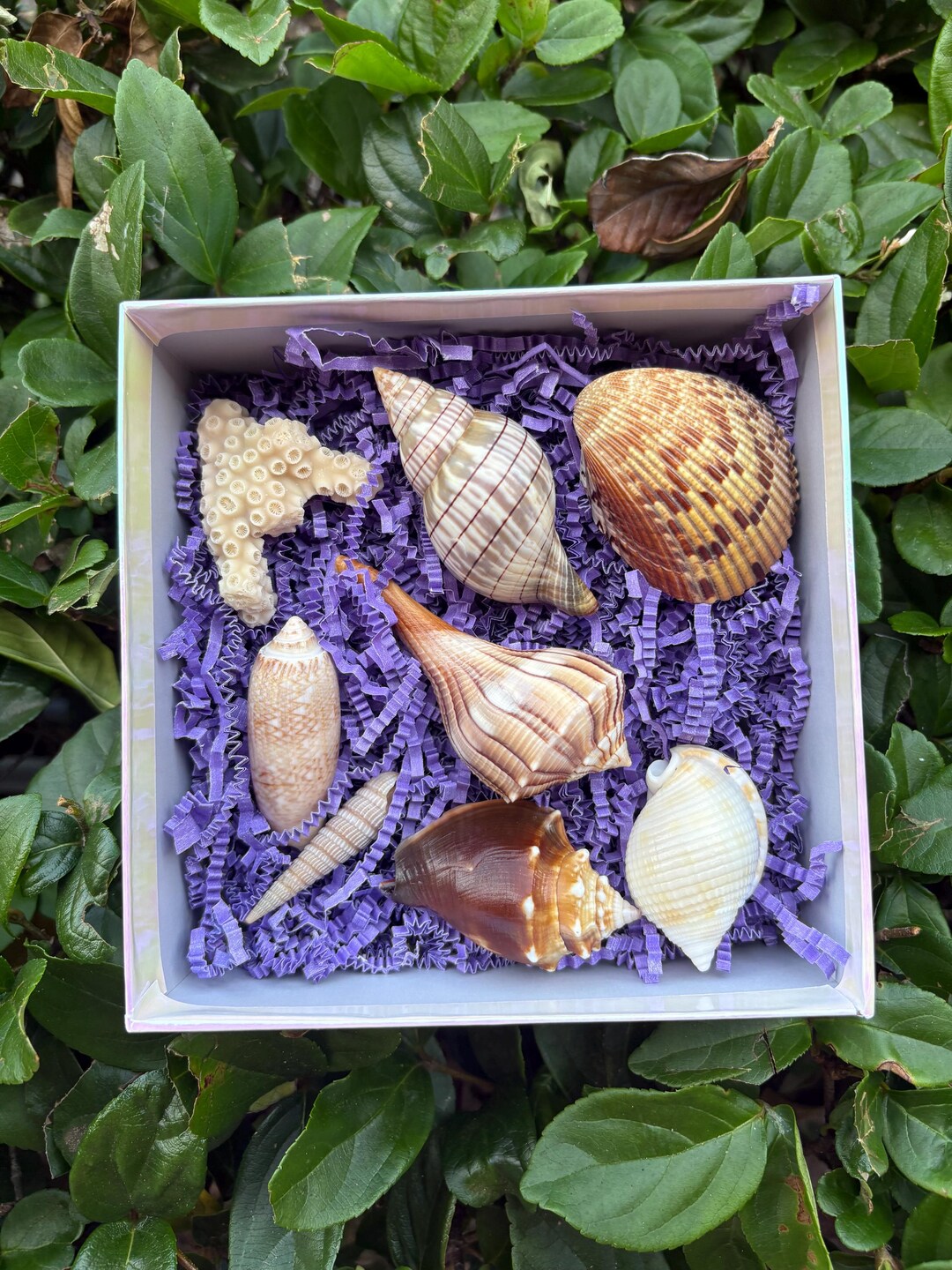 Florida Seashells Set Varieties Beautiful Shells Coral Fragment ...