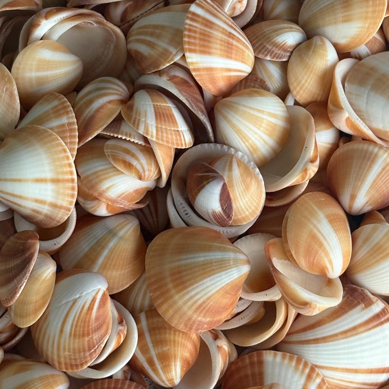 Seashells of Ct - Etsy