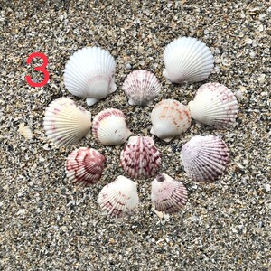 Atlantic Calico Scallop Shells Florida Natural Seashells Bulk Decor DIY ...