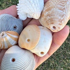 Assorted Natural Seashells With Holes DIY Coastal Wind Chime Kit 3lb ...