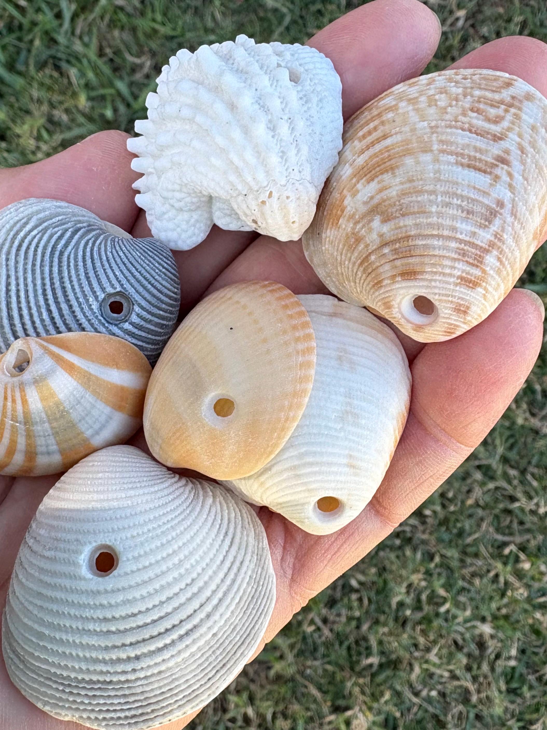 Assorted Natural Seashells With Holes DIY Coastal Wind Chime Kit 3lb ...